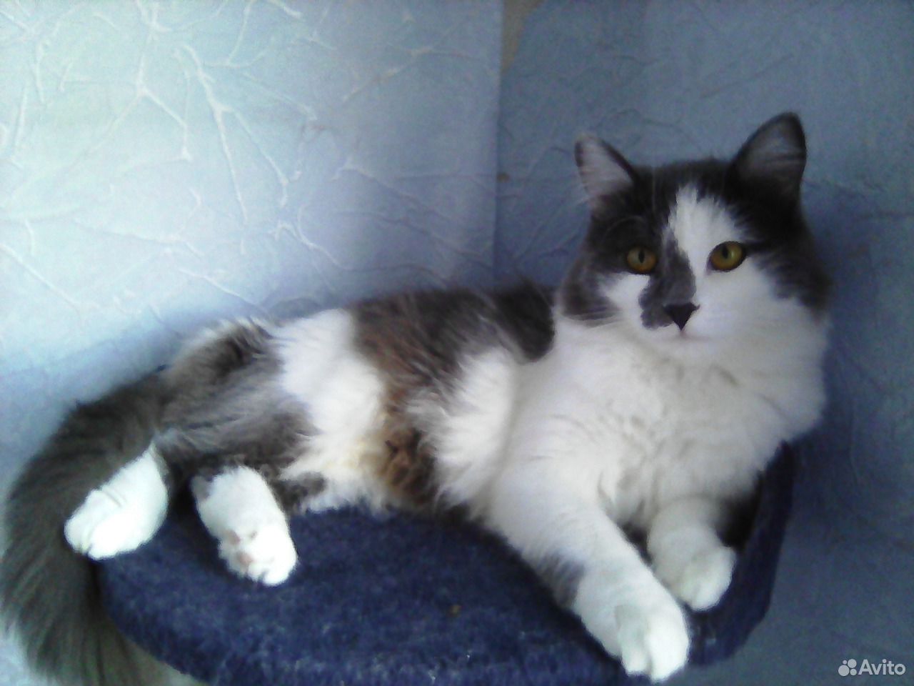 Замечательные домашние котики