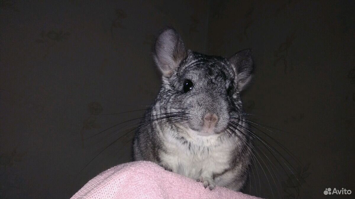 Шиншилла самец