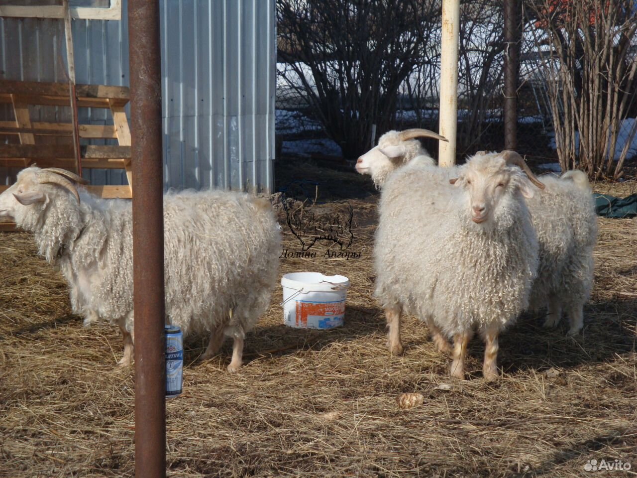 Ангорские козы