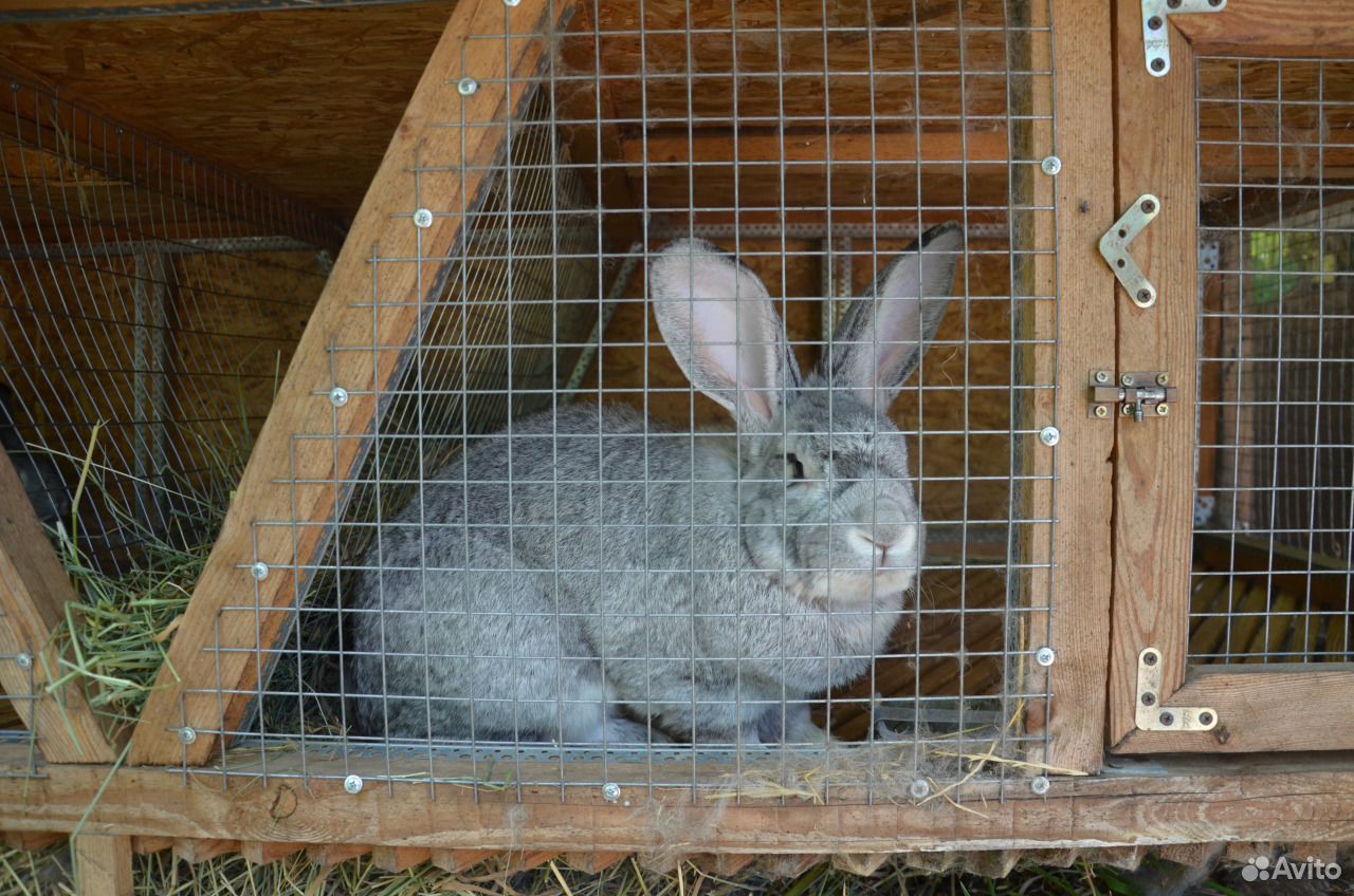Кролики Серый Великан