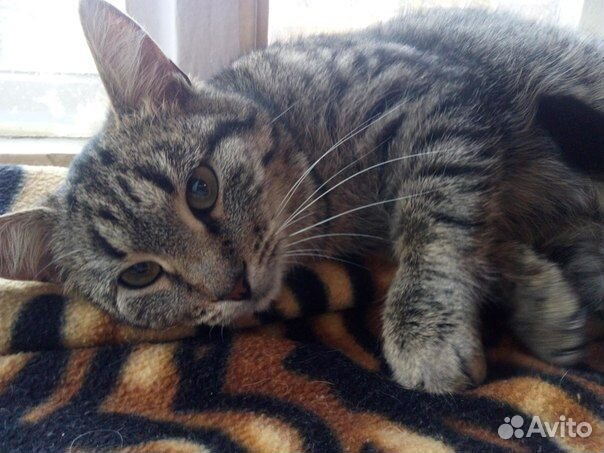 Сиротка Зайка ждет вас