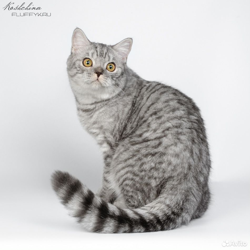 Шотландский рекламный котик