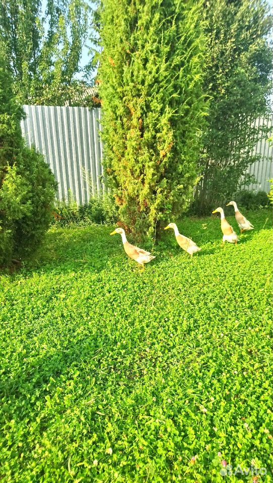 Утка Индийский бегунок