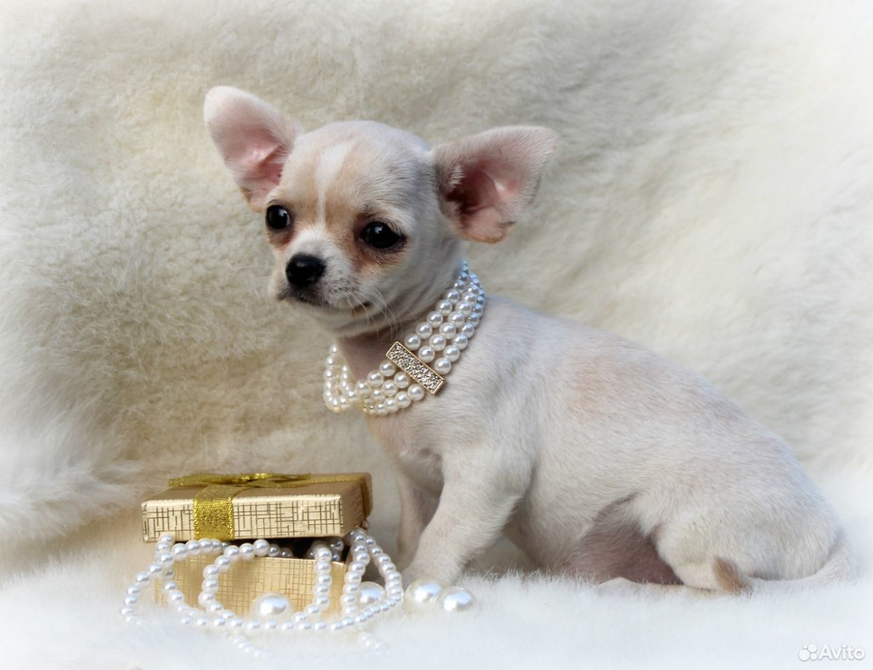 Джентельмены предпочитают блондинок