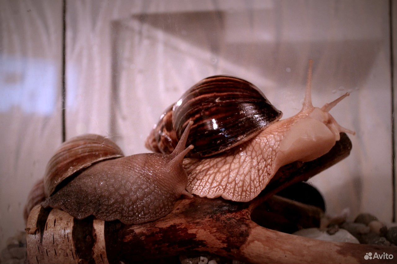 Африканские улитки Ахатина