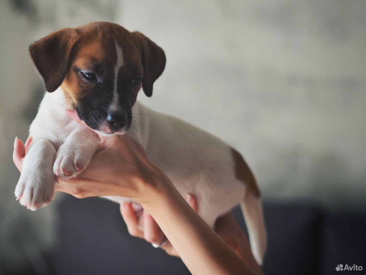 Породистые щенки Джек Рассел терьера