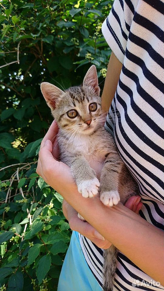 Котята с глазками редких цветов