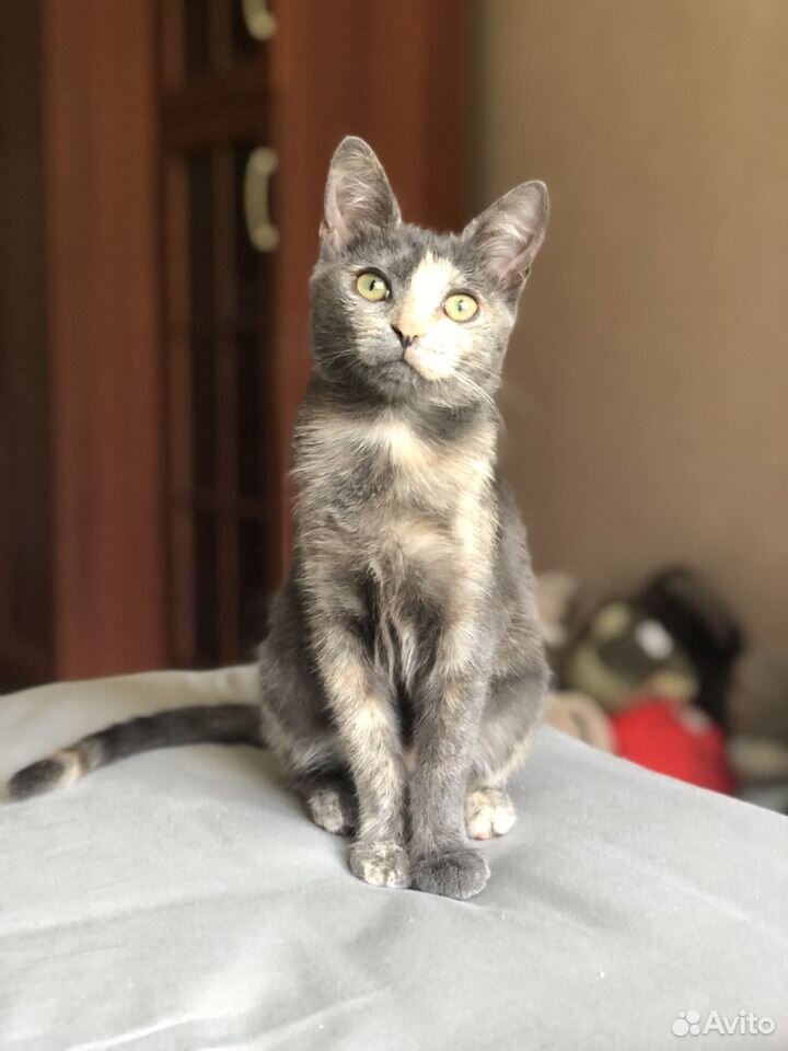 Котенок в добрые руки