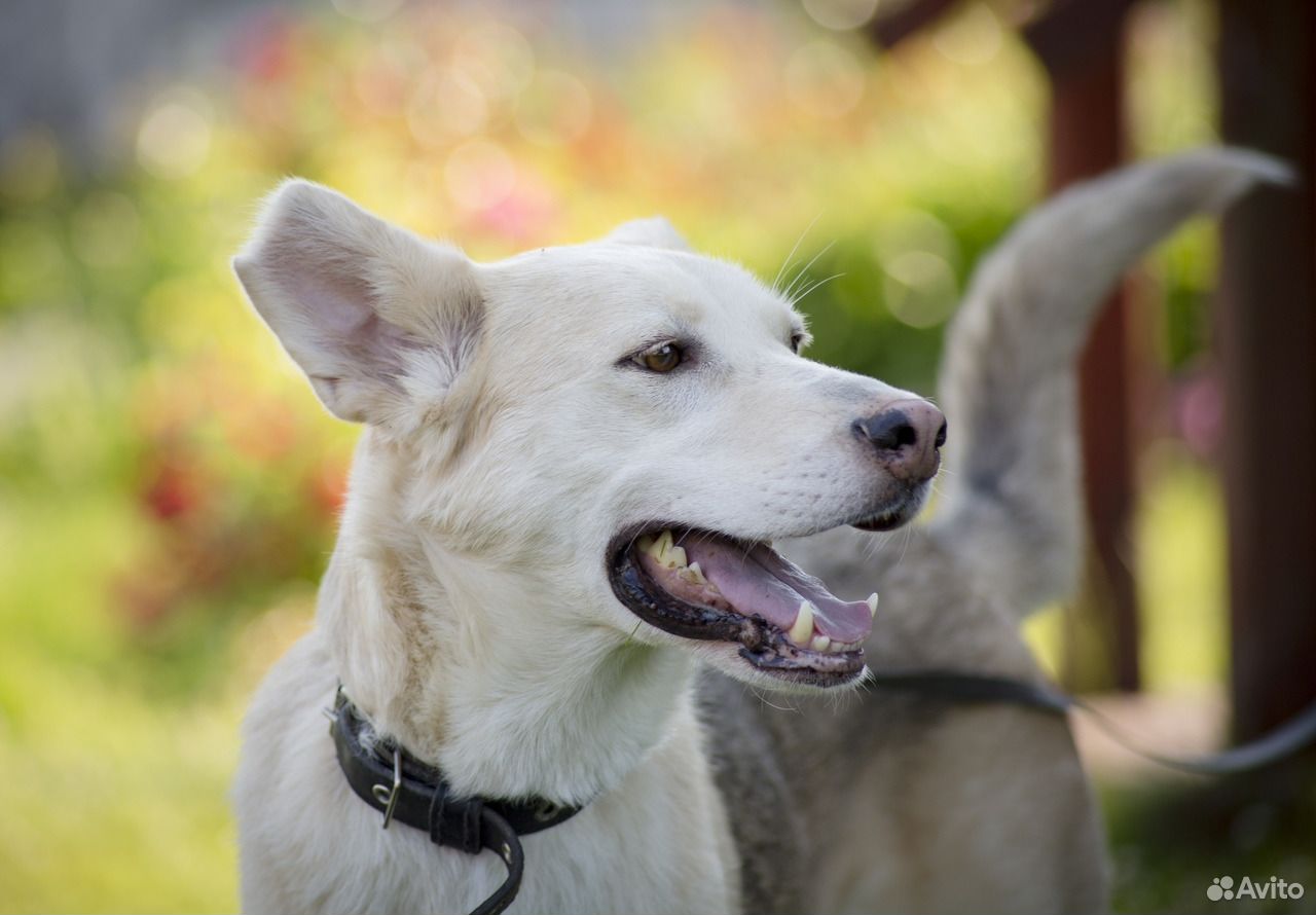 Молочная красавица