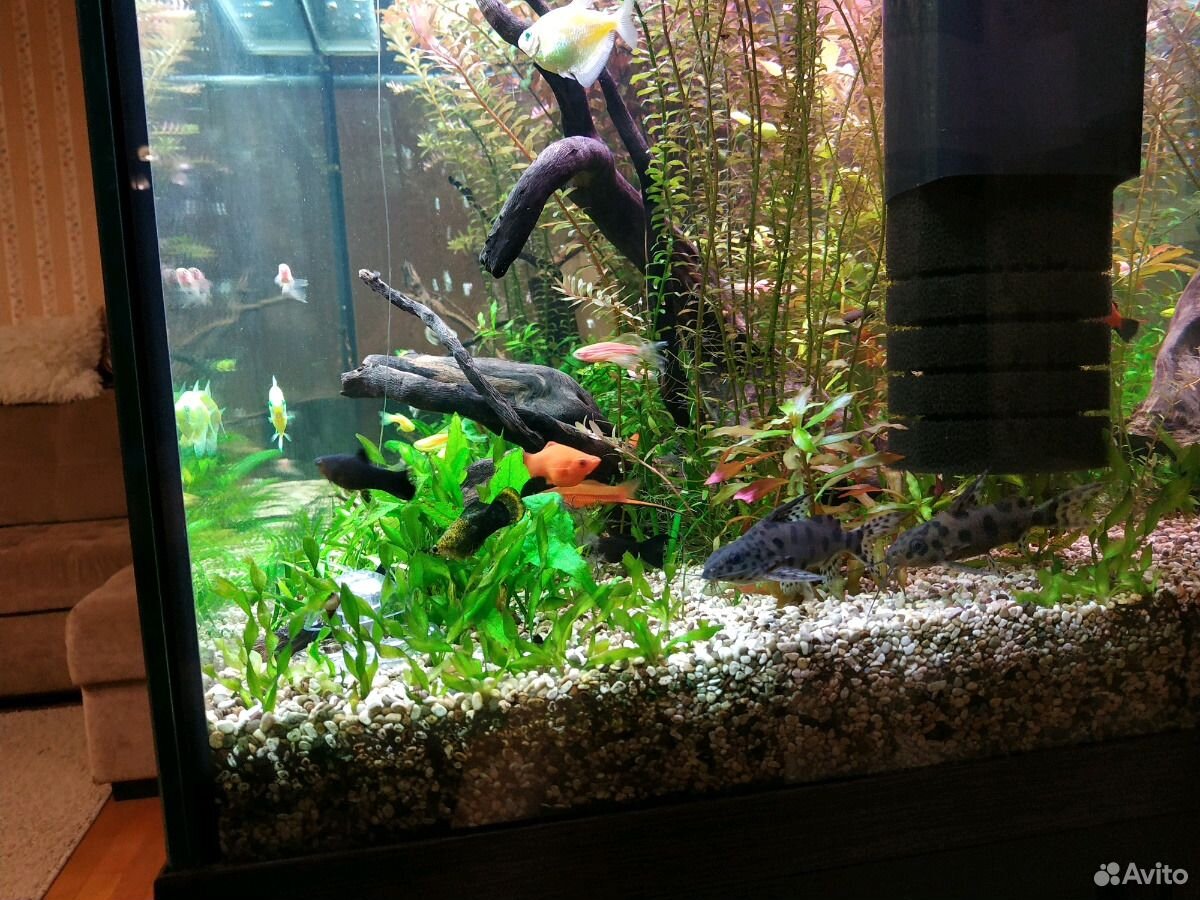 Сомы синодонтисы