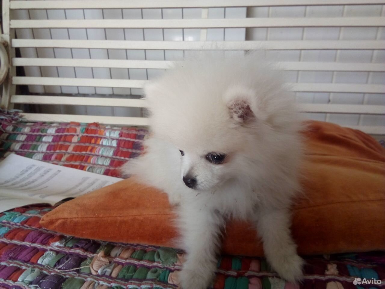 Девочка шпиц мини белая 4.5 мес
