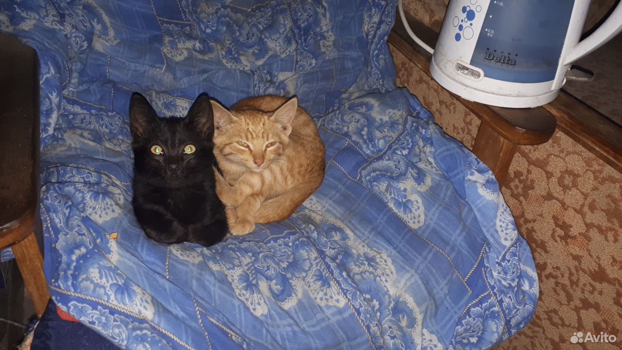 Котики-братики