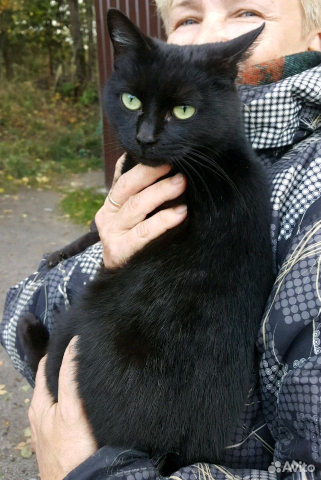 Бомбейская чёрная кошка