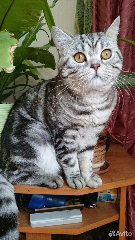 Кот на вязку