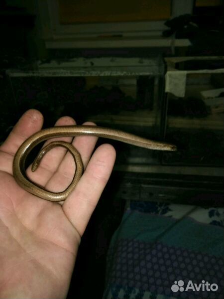 Продам детенышей веретеница ломкая