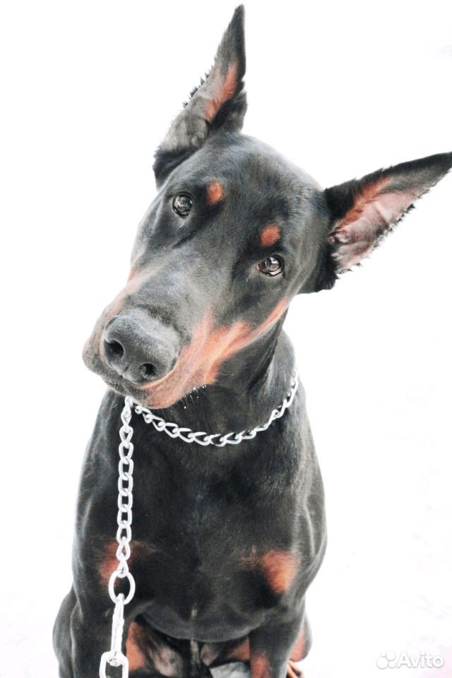 Доберман для вязки