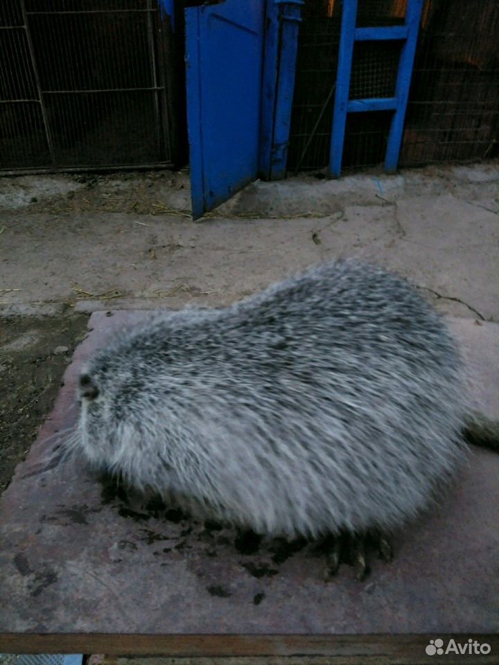 Нутрии самцы и самки