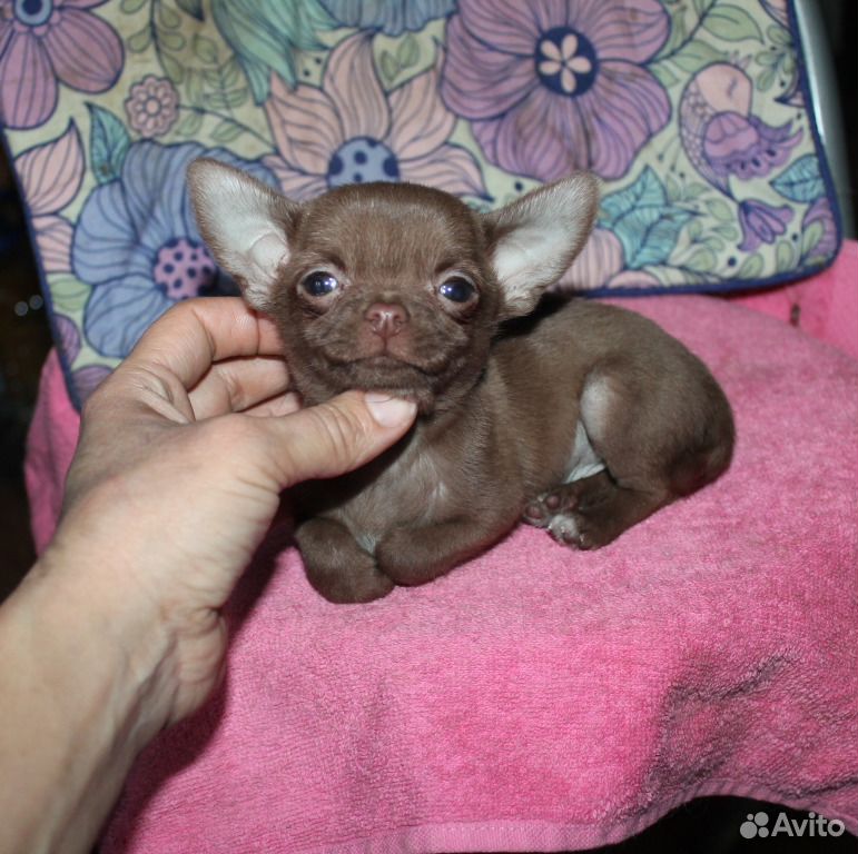 Чихуахуа Шоко брат 3