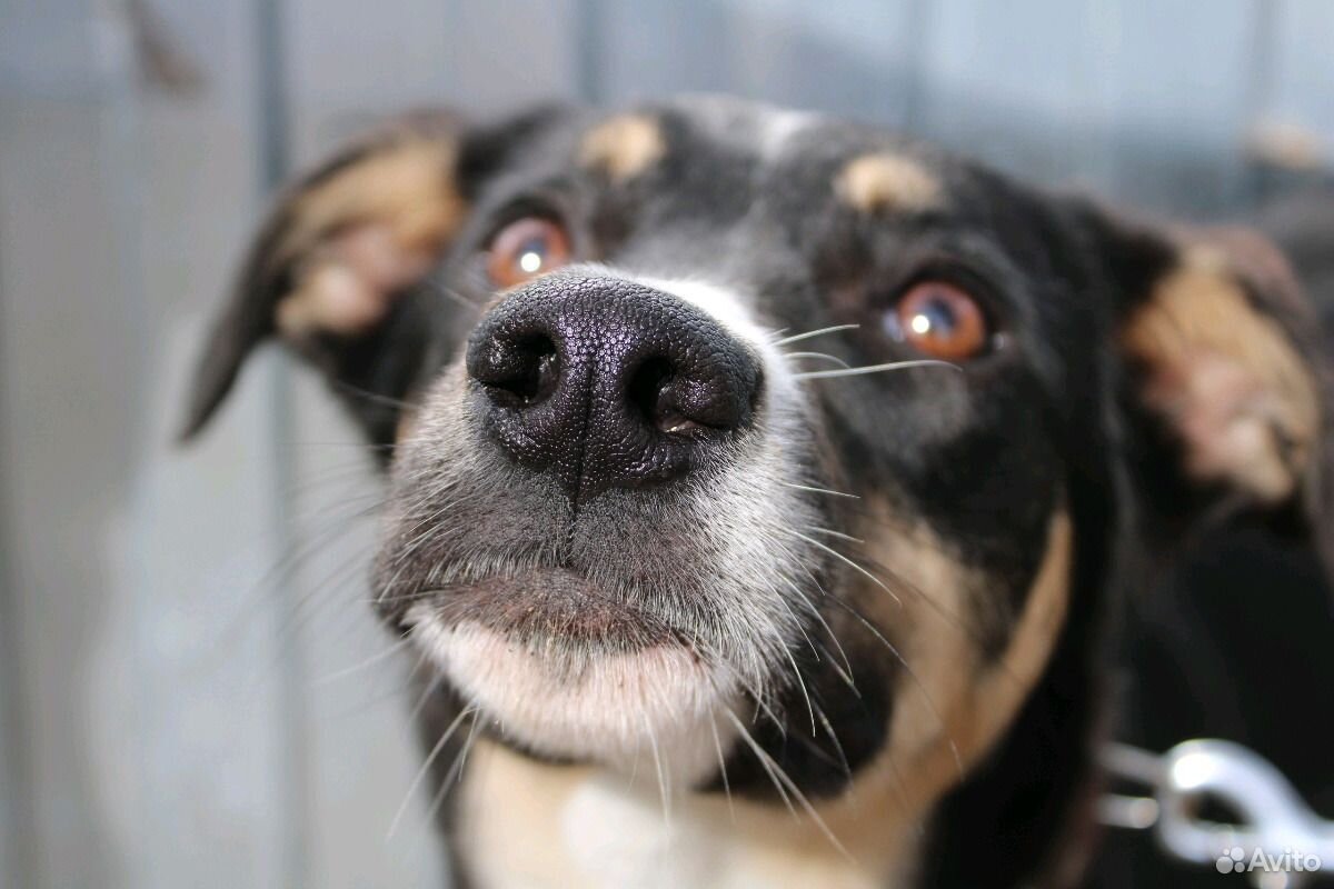 В добрые руки