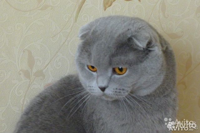 Вязка с шотландским вислоухим котом