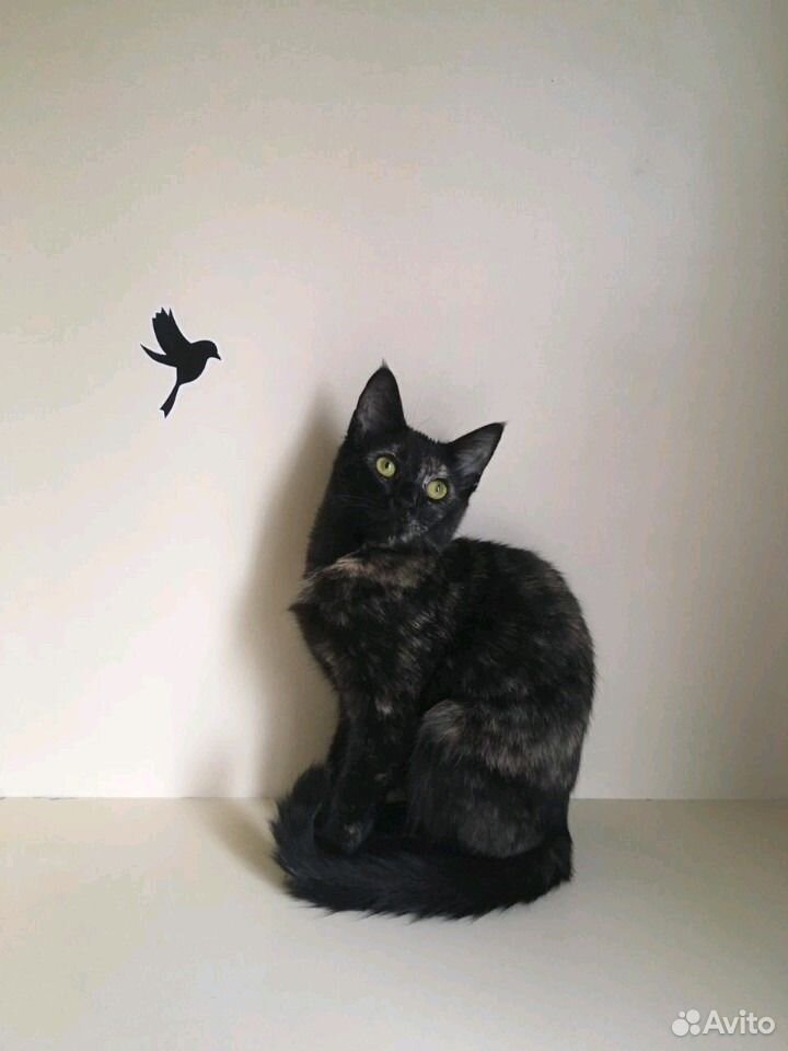 Кошка