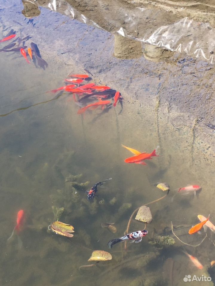 Прудовые рыбки "кометы"