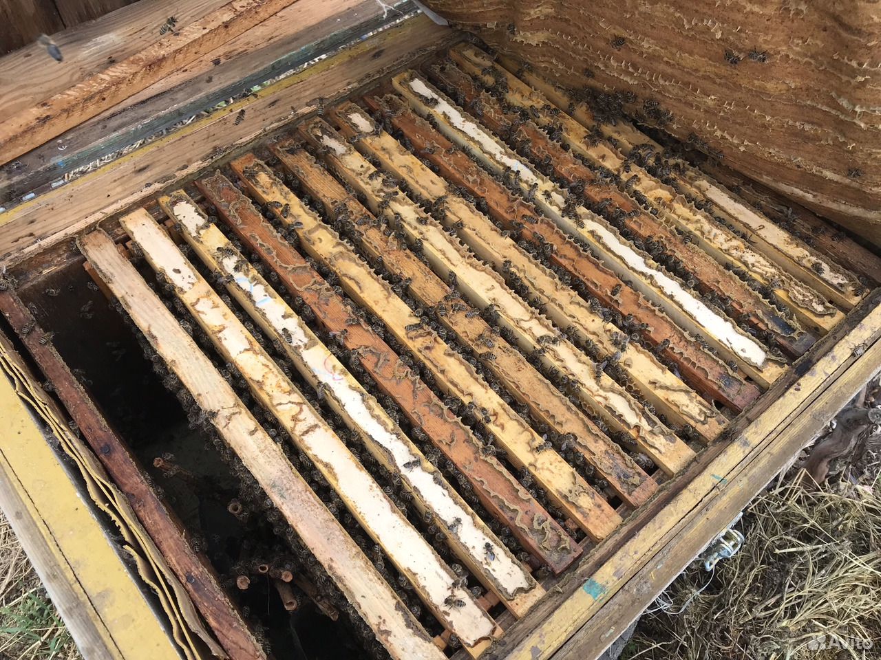 Пчелосемьи