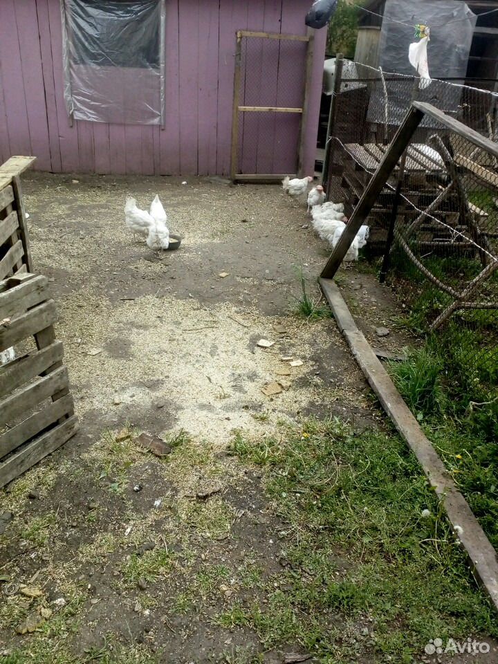 Куры несушки