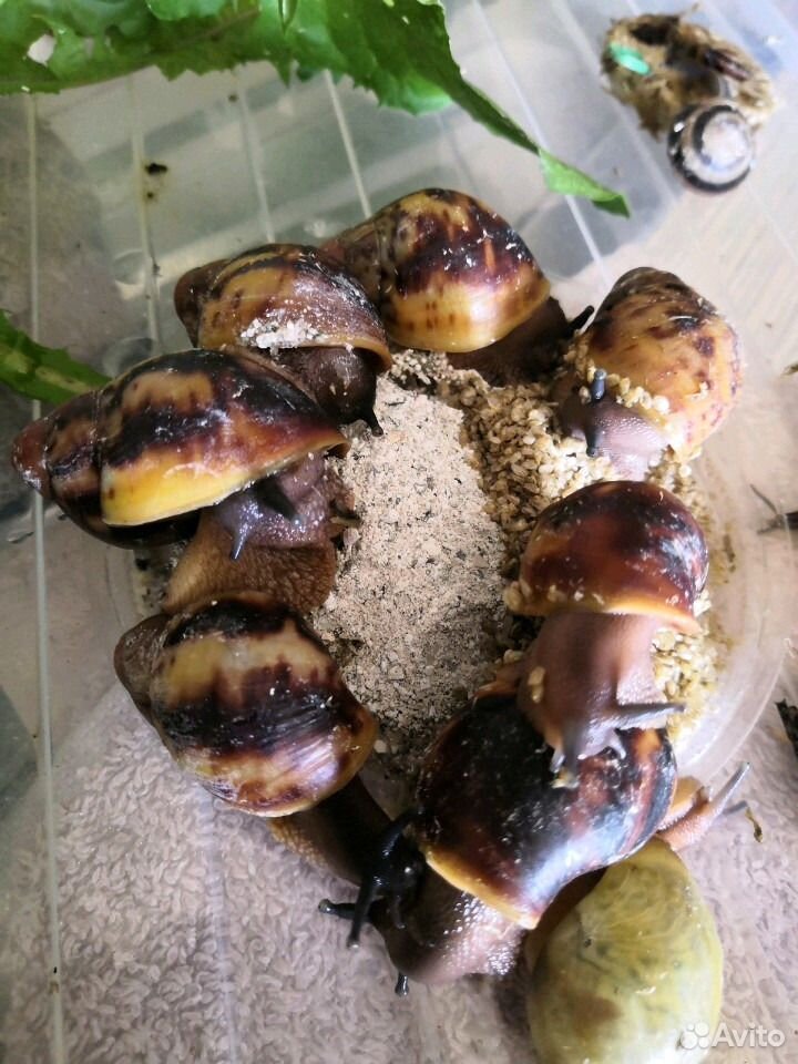 Улитята вентрикозы. Бенины. Овумы