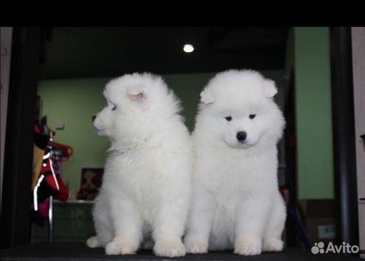 Малыши беляши