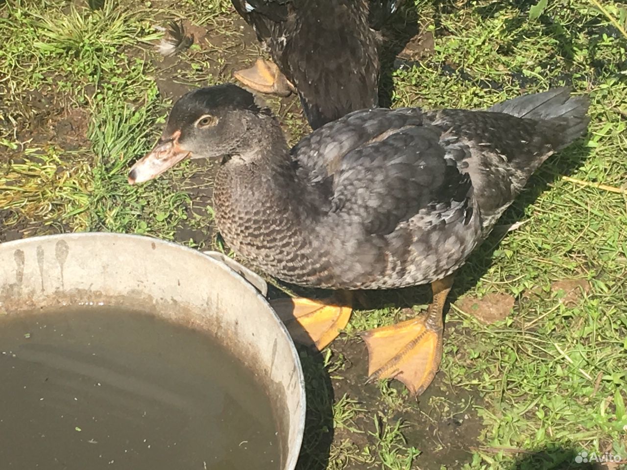 Голубые индоутки