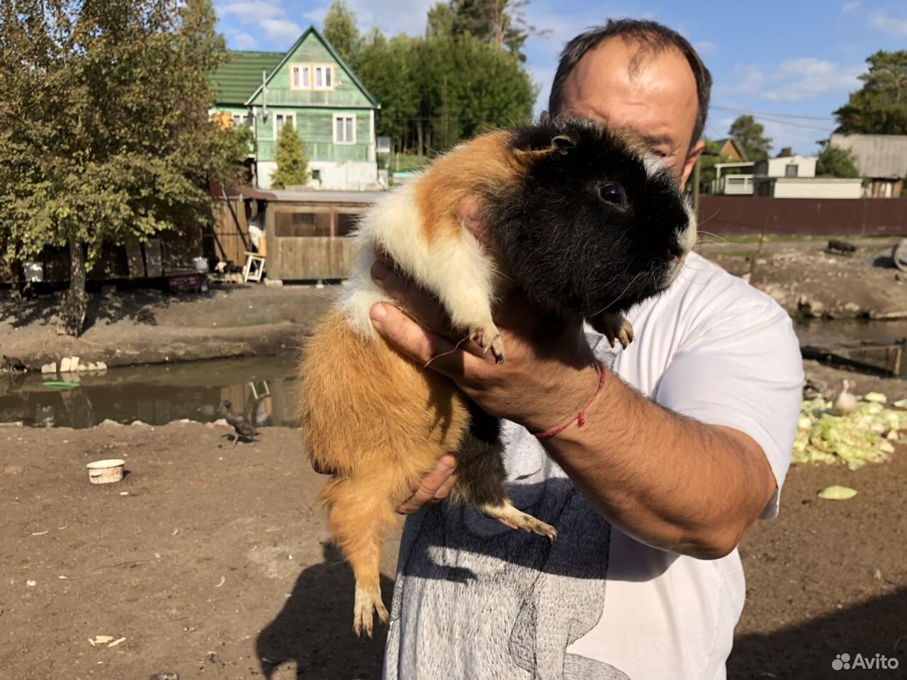 Гигантские морские свинки куи