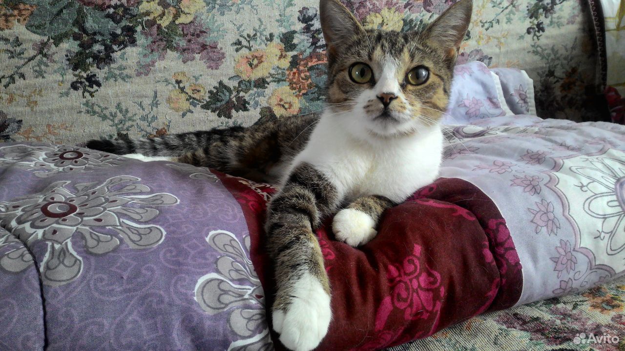 Ищем дом и семью кошке Арише