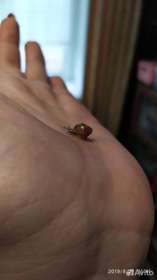 Улитки ахатина (фулика)