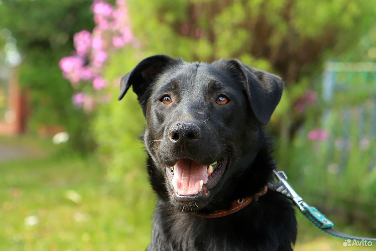 Молодой, скромняга Пёс Айк, ждёт свою Семью