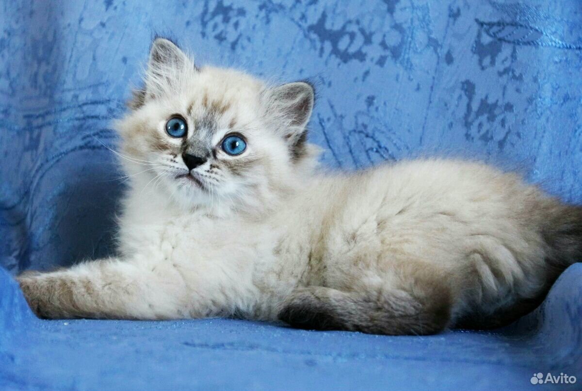 Котёнок невский маскарадный из питомника