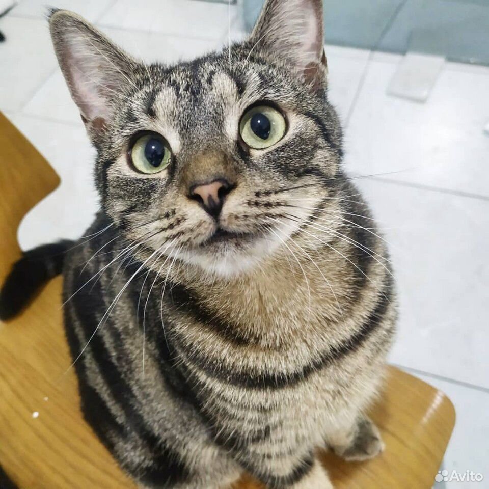 Мраморная кошечка Шанти мечтает жить по-королевски