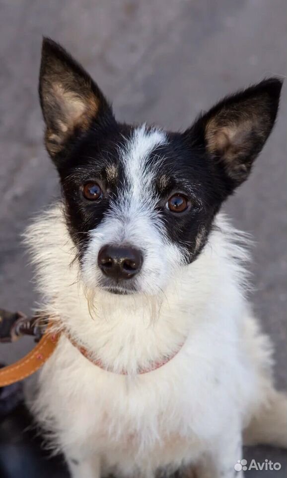 Роза. Классная девочка ищет семью