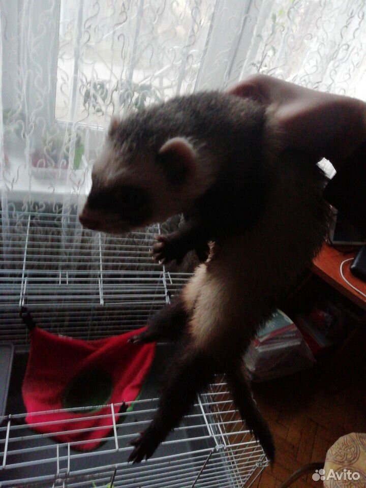 Хорек, 3 года