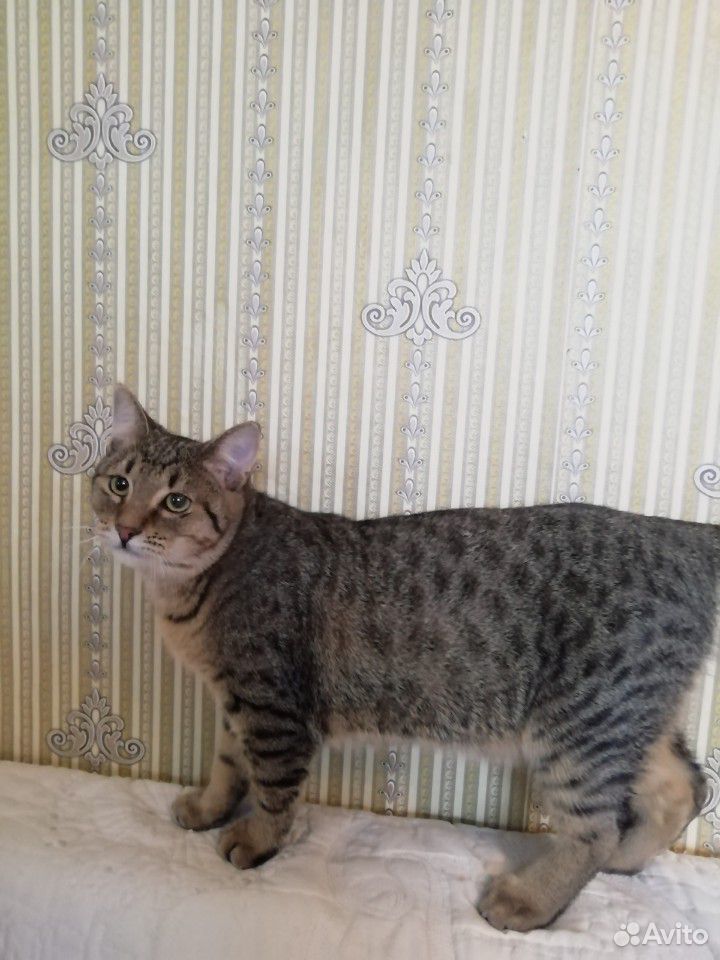 Котик кастрат 10 мес