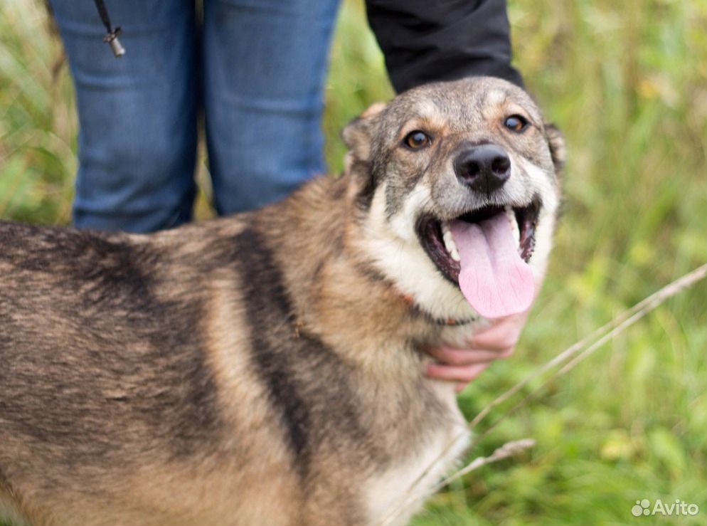 Генри. Добрый молодой пёс