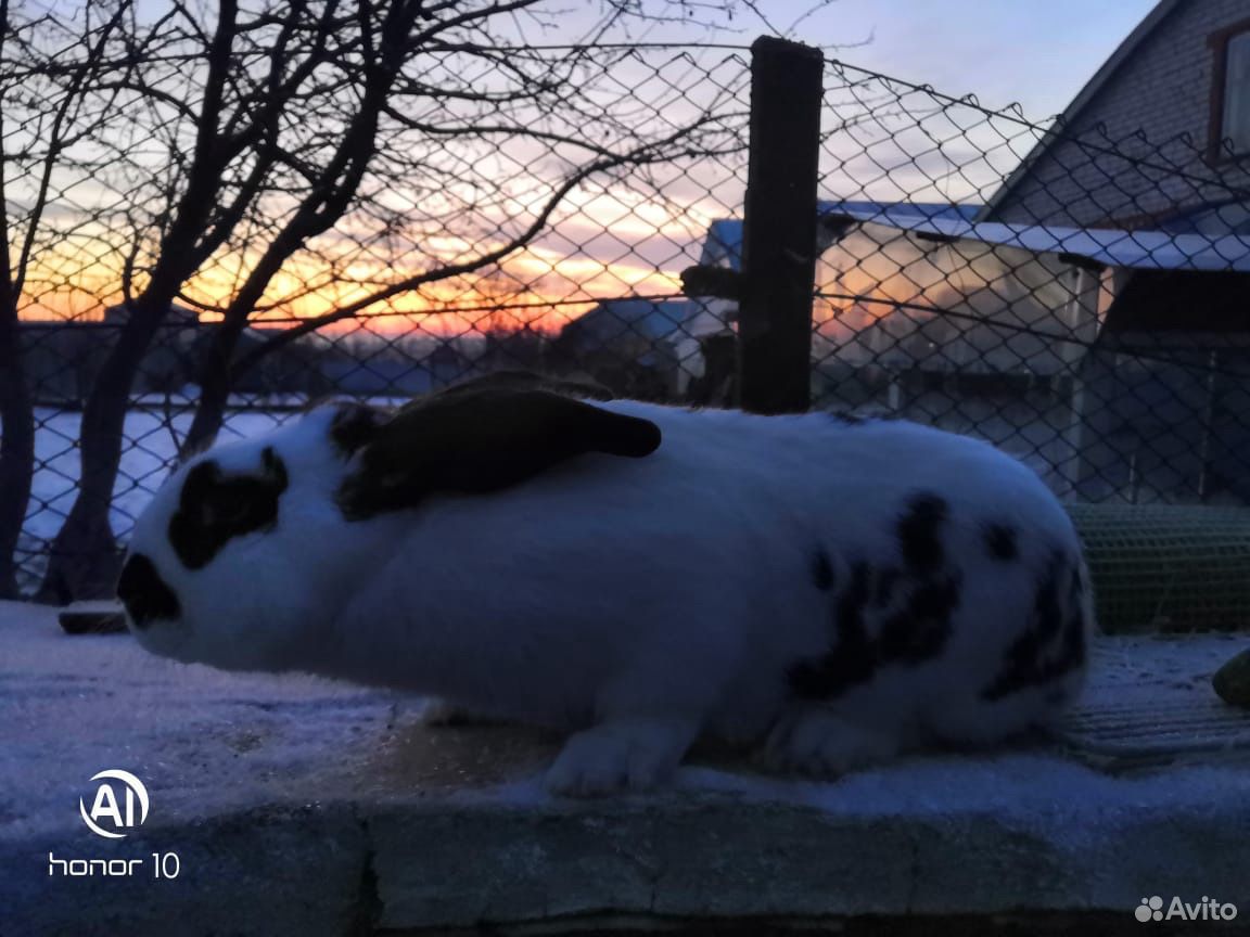 Кролик самец(строкач)