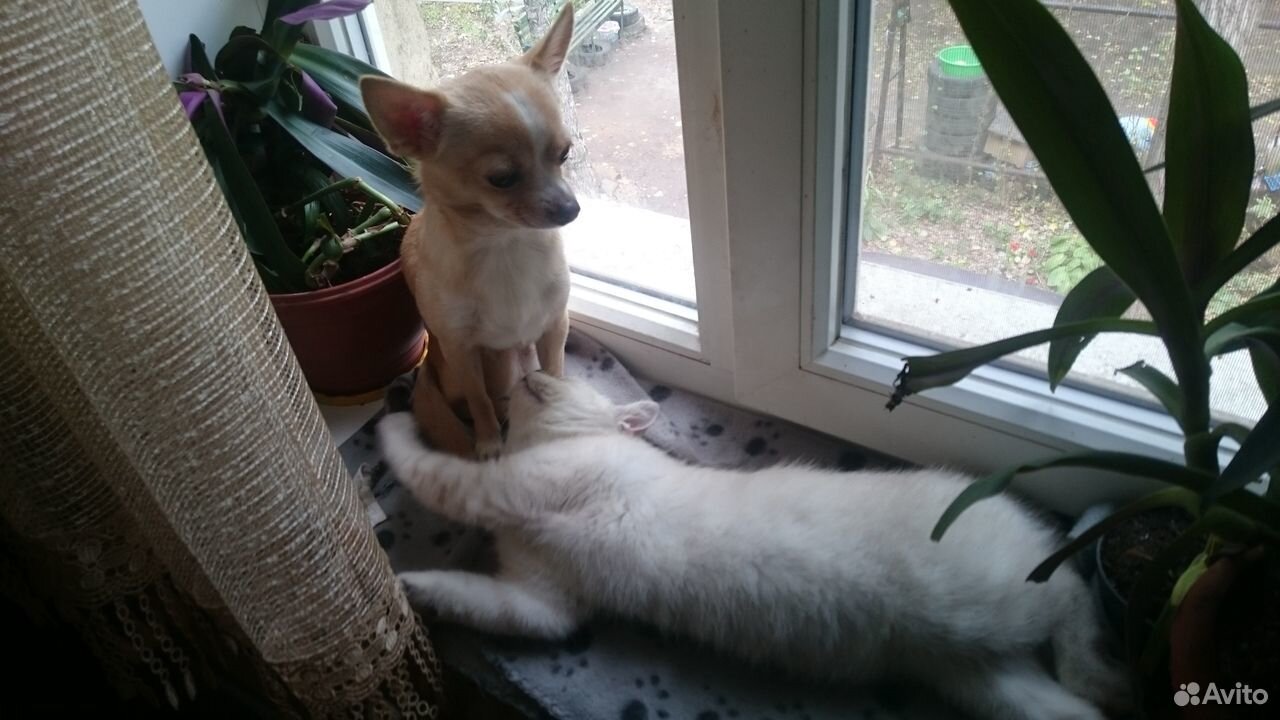 Случка, Чихуа-Хуа мальчик