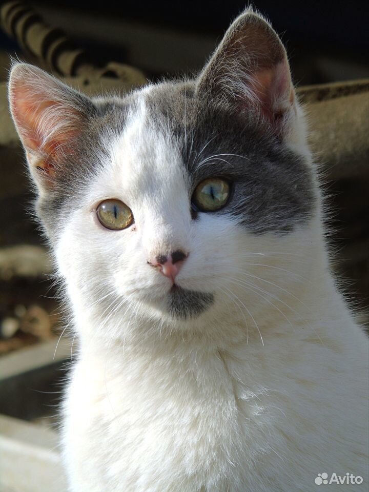 Два снеговичка в поисках дома