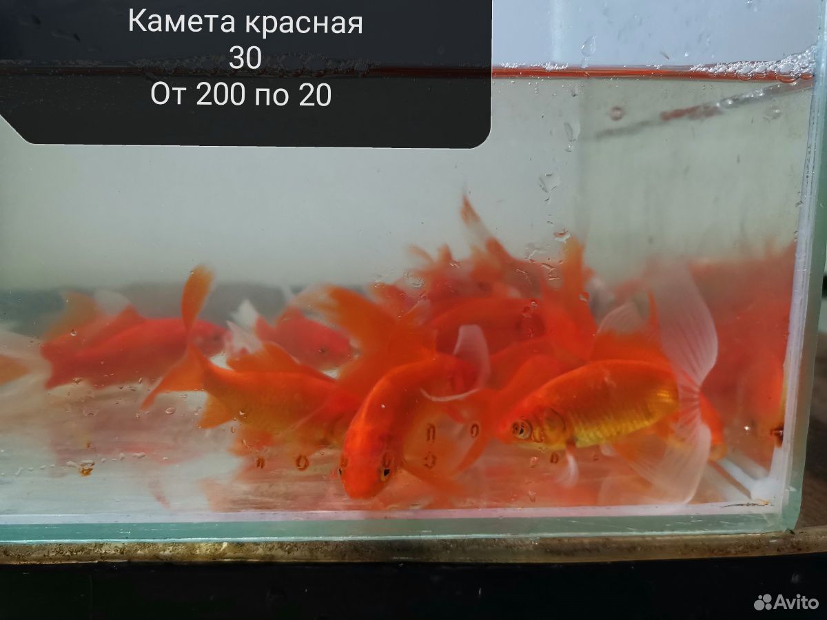 Камета красная опт