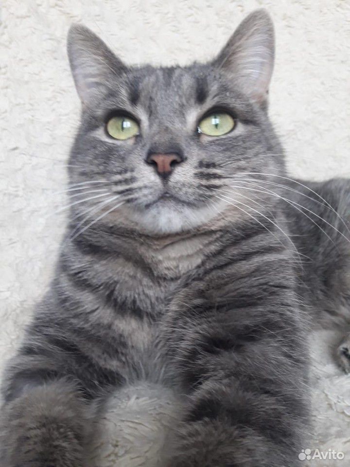 Кошки