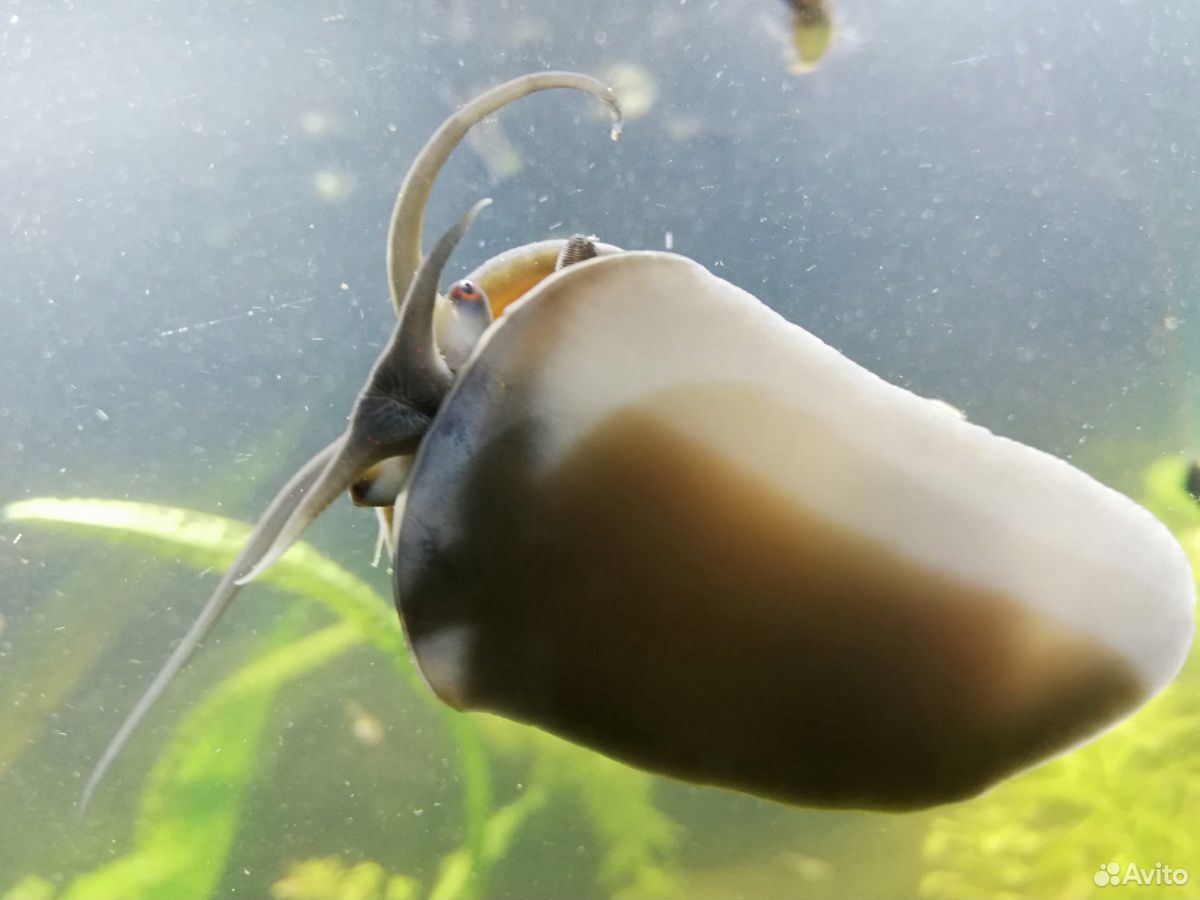 Улитка Ампулярия