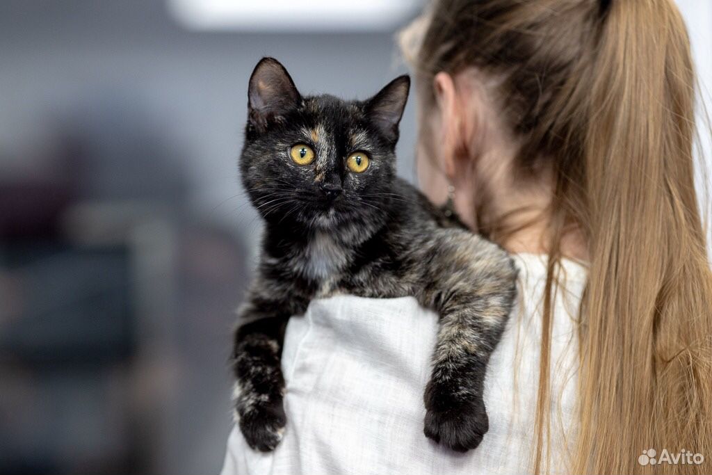 Котёнок, вакцинирована, чипирована с вет.паспортом