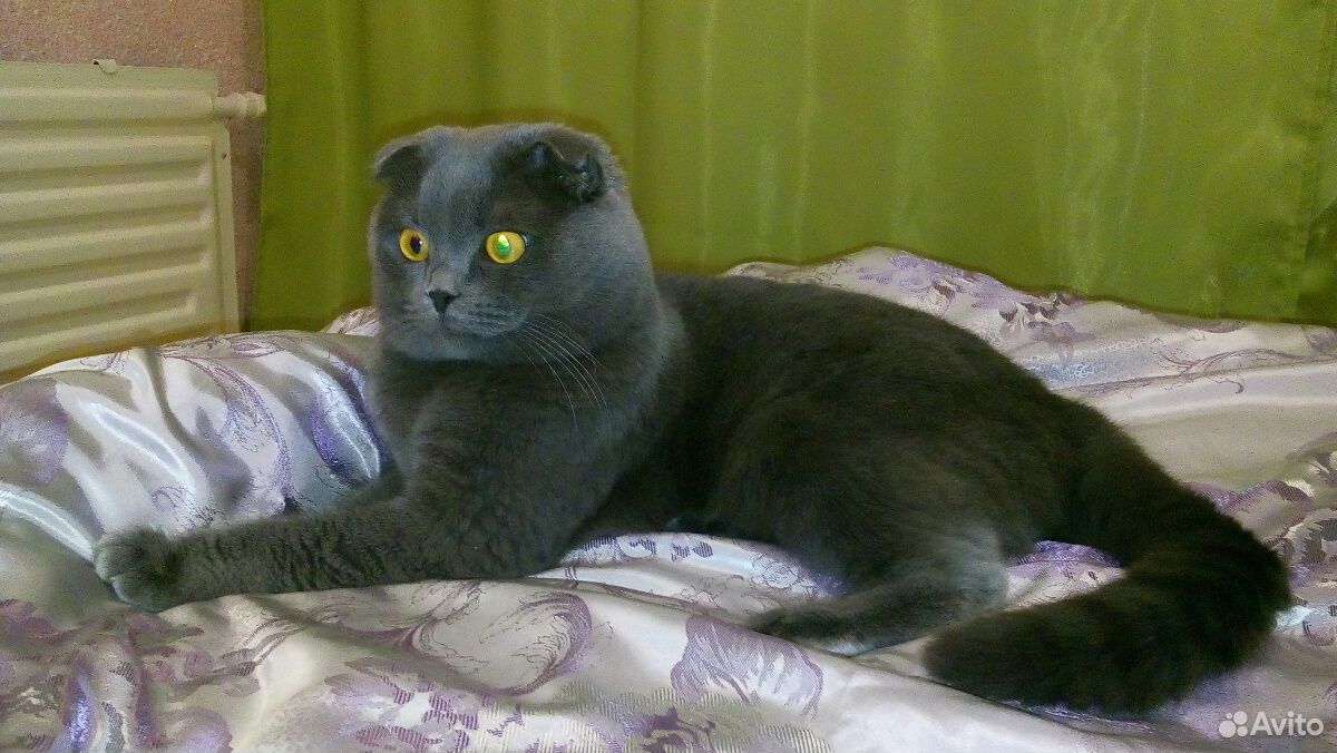Ждем в гости кошечку