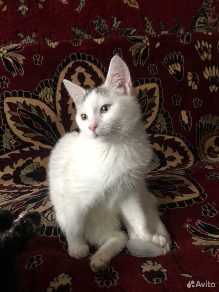 Белый котёнок-мальчик, 5 мес